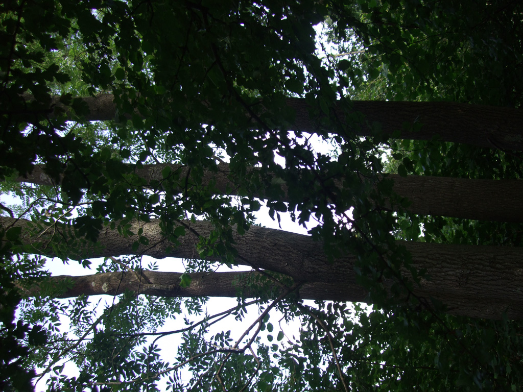 Common Ash - 245 - Kent Heritage Trees Project