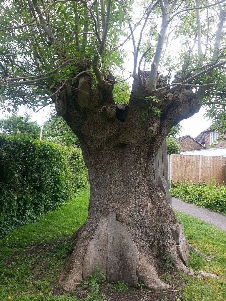 Common Ash - 3408 - Kent Heritage Trees Project