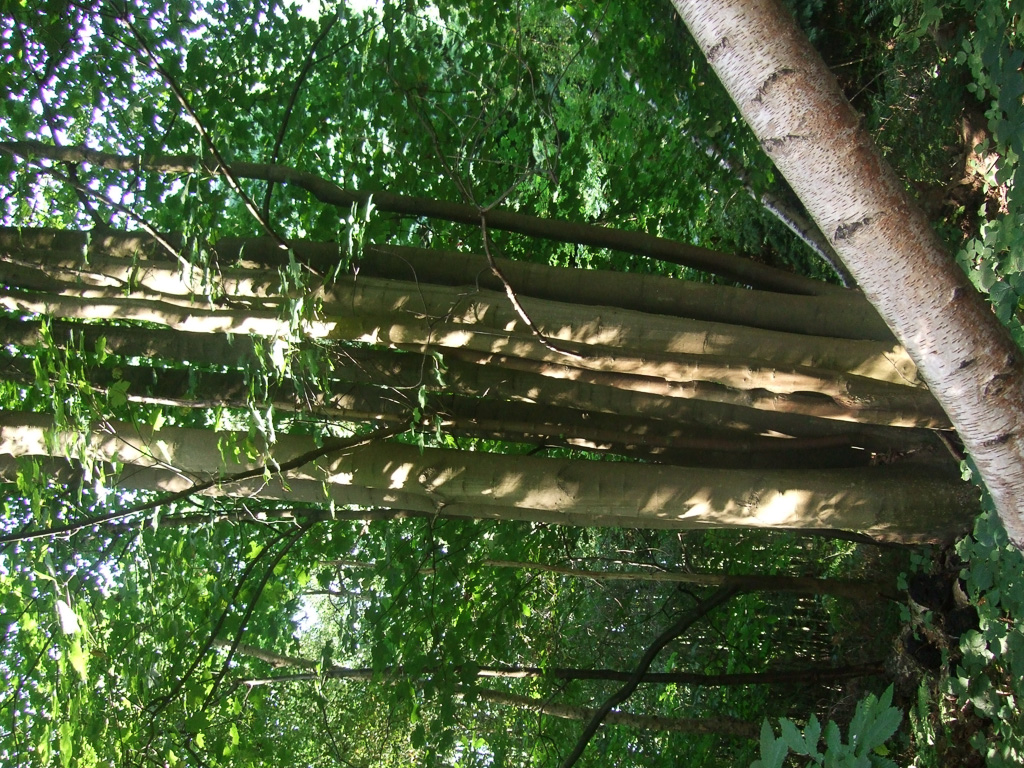 Sycamore - 257 - Kent Heritage Trees Project