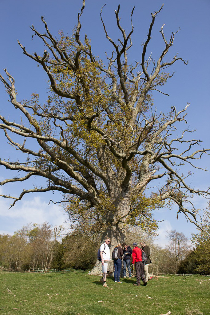 Oak - 908 - Kent Heritage Trees Project