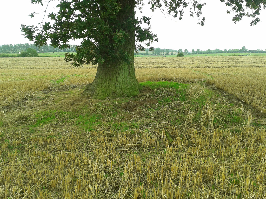 20130921_095336 - Kent Heritage Trees Project