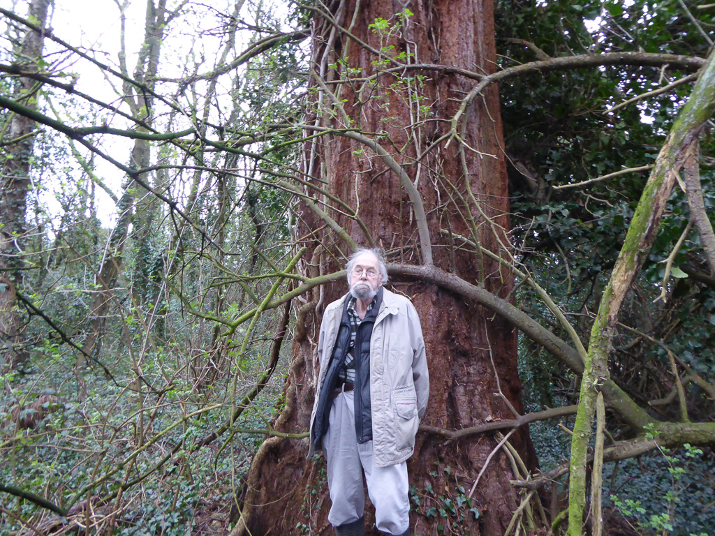 Coast Redwood - 3081 - Kent Heritage Trees Project