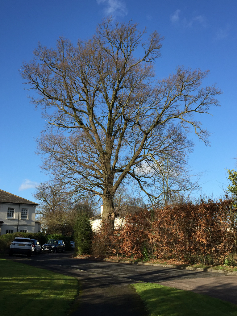 Oak - 2993 - Kent Heritage Trees Project