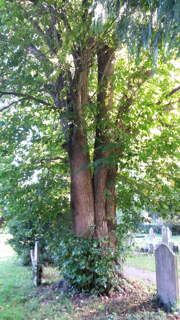 Lime - 2540 - Kent Heritage Trees Project