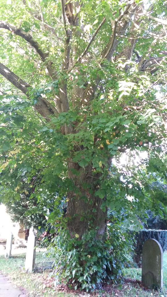 Lime - 2540 - Kent Heritage Trees Project