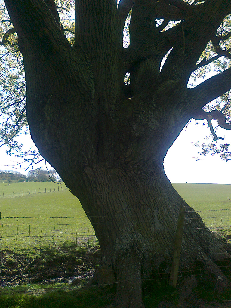 Oak - 900 - Kent Heritage Trees Project