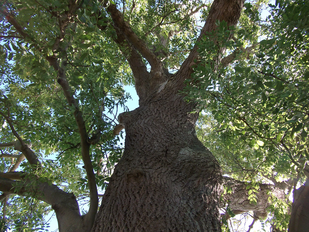 Ash - 555 - Kent Heritage Trees Project