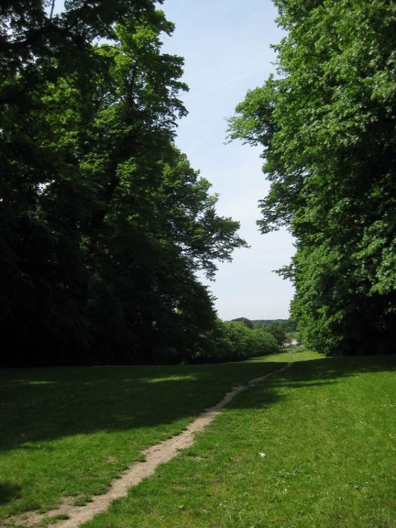 Common Lime - 3560 - Kent Heritage Trees Project