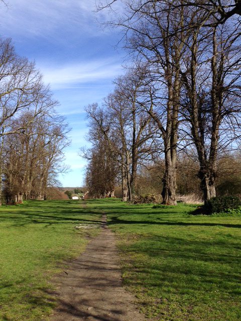 Common Lime - 3560 - Kent Heritage Trees Project