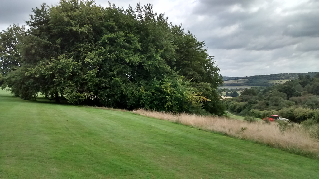 Beech_Roundel_in_the_landscape - Kent Heritage Trees Project