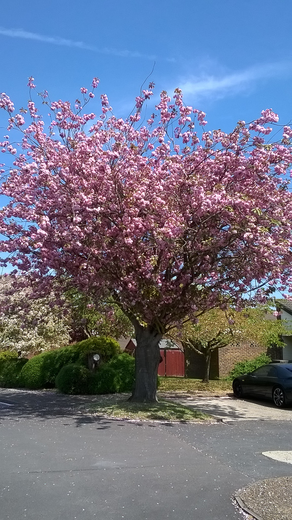 Cherry - 3535 - Kent Heritage Trees Project