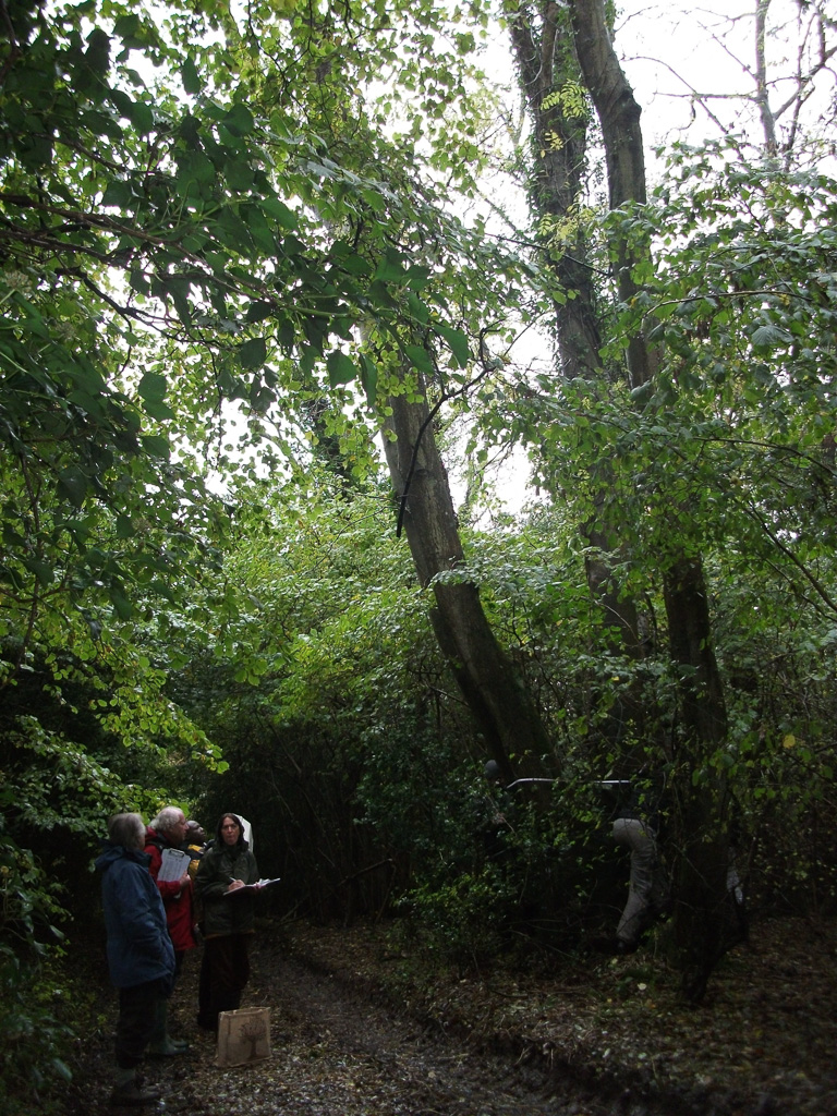 Ash - 724 - Kent Heritage Trees Project