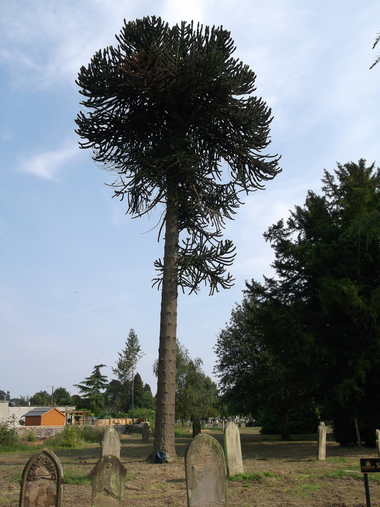 Monkey Puzzle or Chile Pine - 1099 - Kent Heritage Trees Project