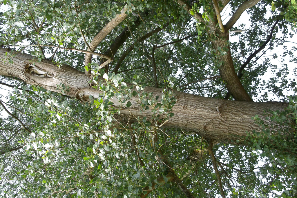 Black Poplar - 1132 - Kent Heritage Trees Project