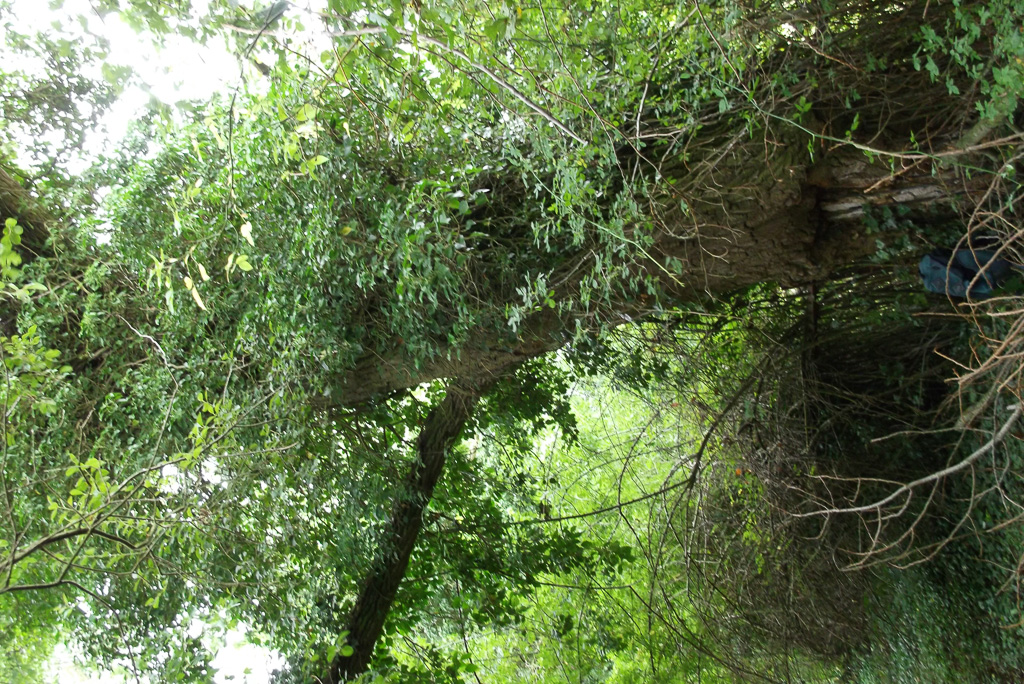 Black Poplar - 1144 - Kent Heritage Trees Project