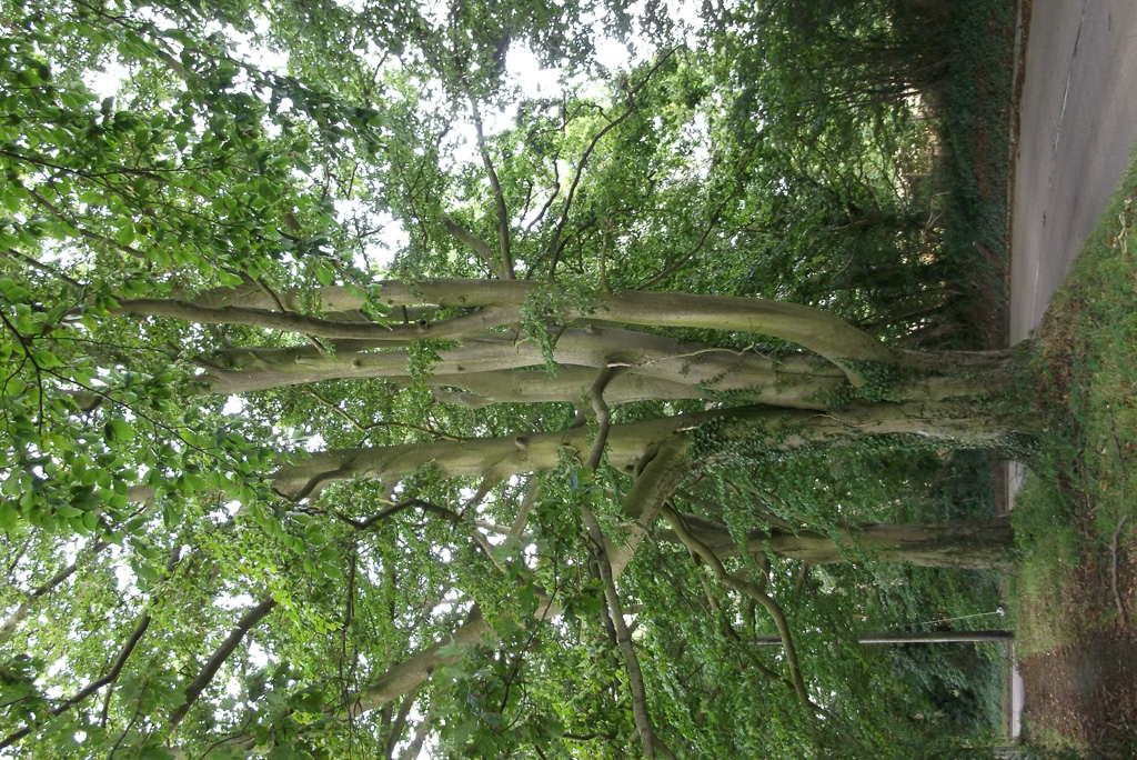 Common Beech - 1147 - Kent Heritage Trees Project