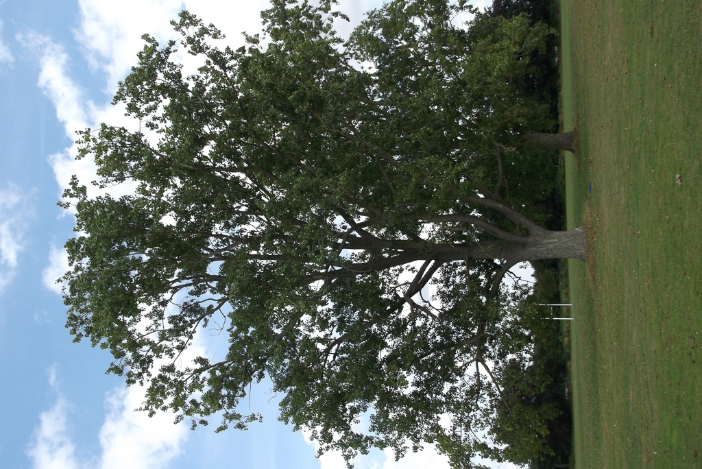 Small leaved Lime - 1190 - Kent Heritage Trees Project