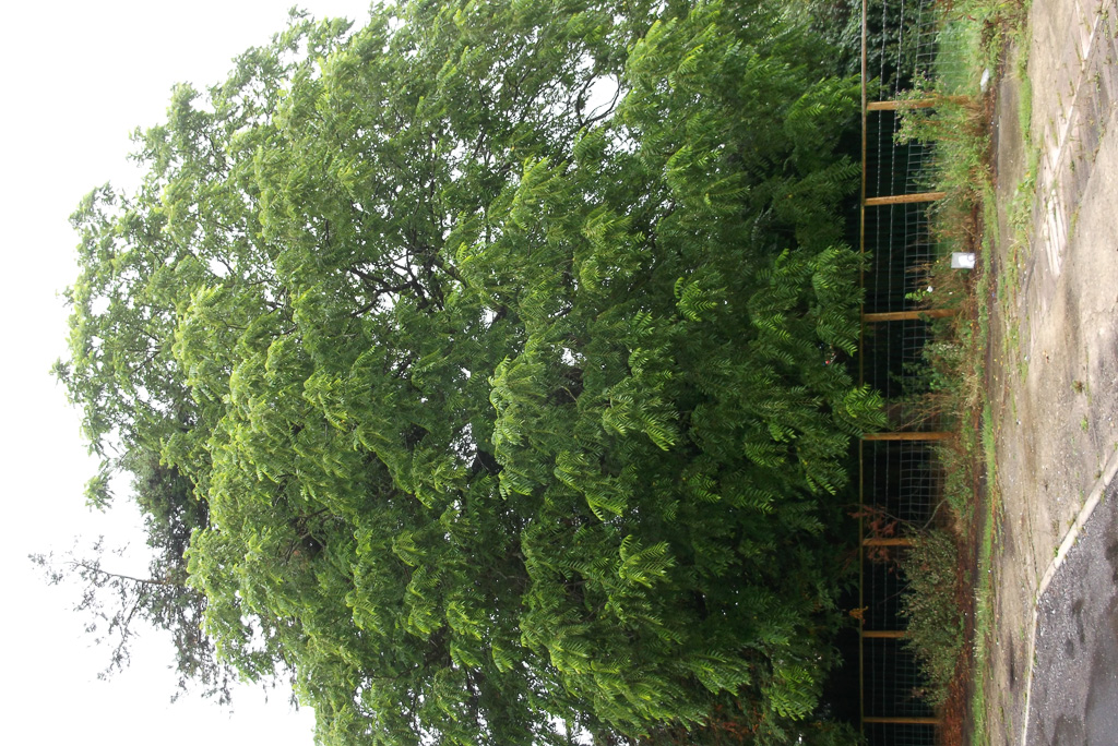 Black Walnut - 1211 - Kent Heritage Trees Project