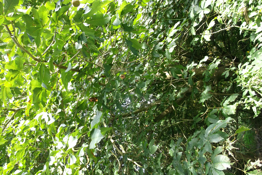Common Walnut - 1453 - Kent Heritage Trees Project