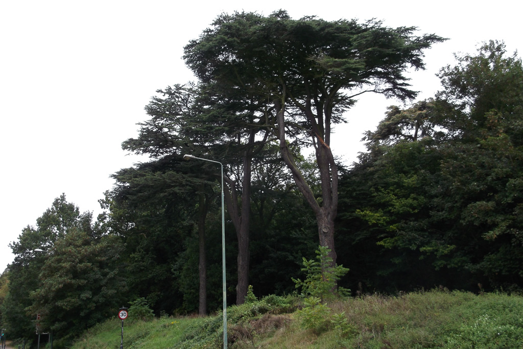 Deodar - 1545 - Kent Heritage Trees Project