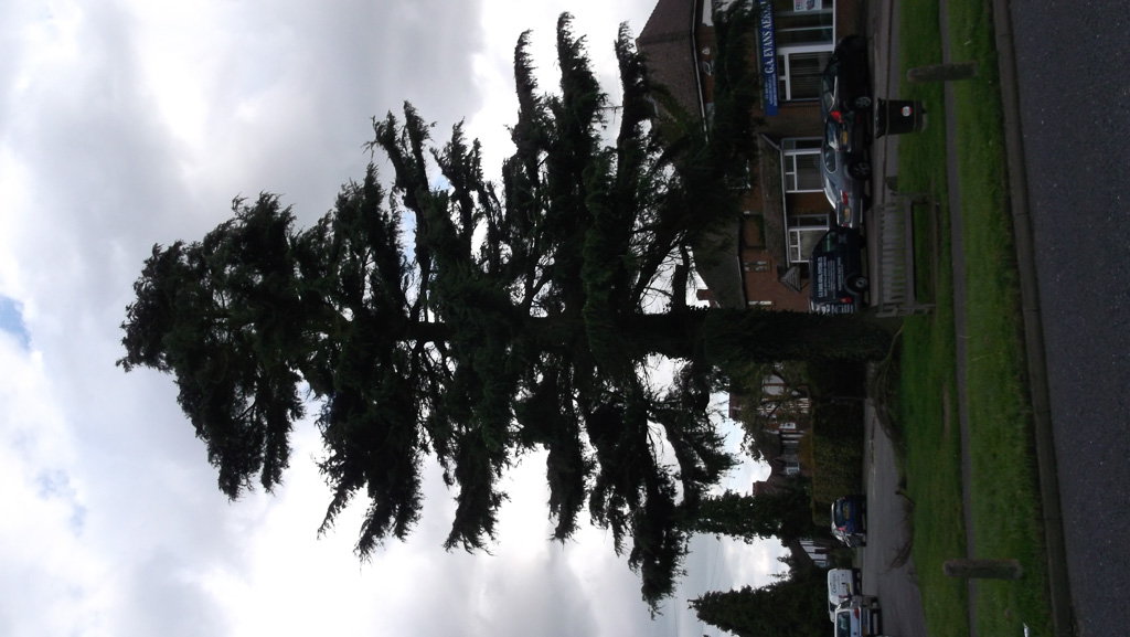 Fir - 1627 - Kent Heritage Trees Project