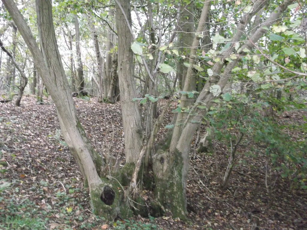 Ash - 1616 - Kent Heritage Trees Project