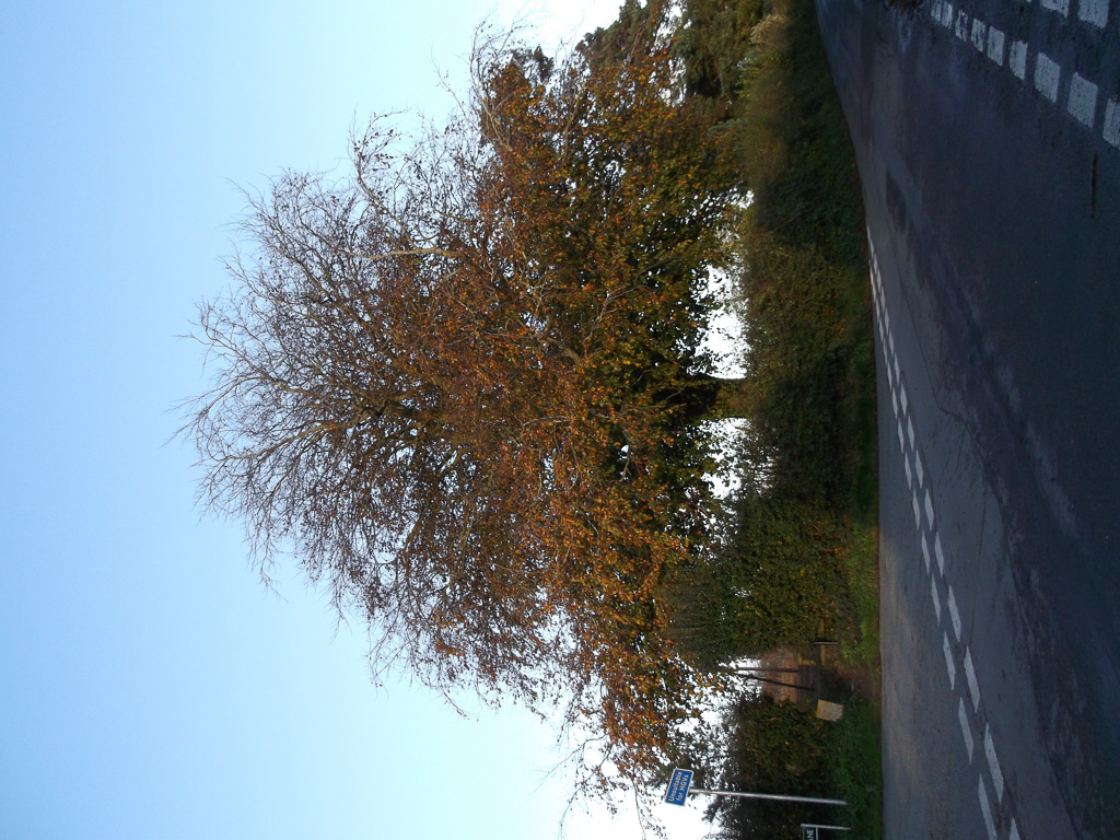 Beech - 1700 - Kent Heritage Trees Project