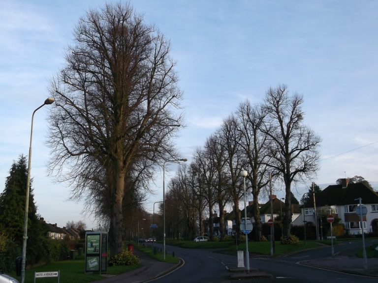 Common Lime - 1778 - Kent Heritage Trees Project