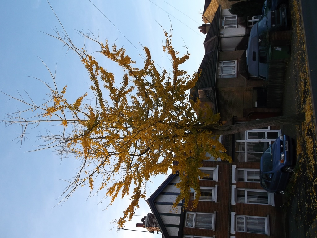 Maidenhair Tree - 1785 - Kent Heritage Trees Project