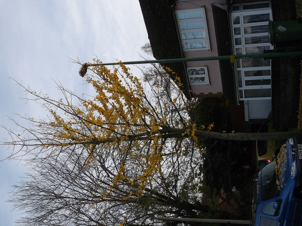 Maidenhair Tree - 1790 - Kent Heritage Trees Project