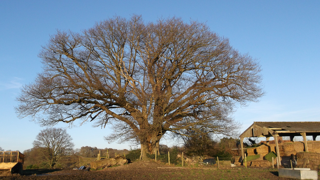 Pedunculate Oak - 1850 - Kent Heritage Trees Project