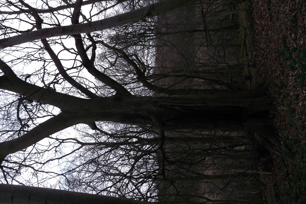 Beech - 1899 - Kent Heritage Trees Project