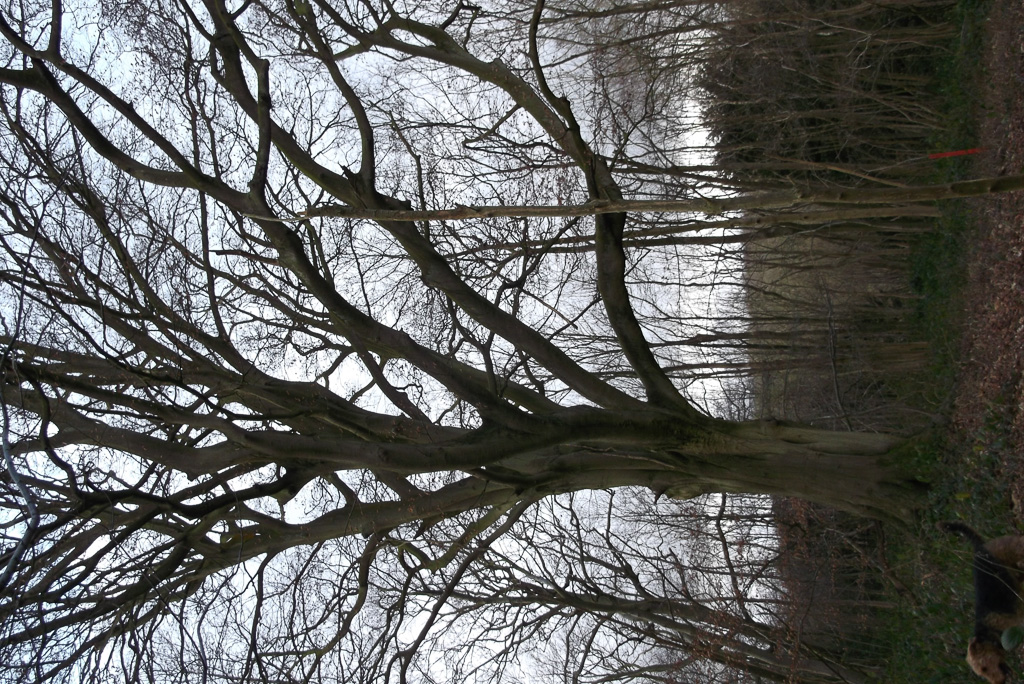Beech - 1914 - Kent Heritage Trees Project