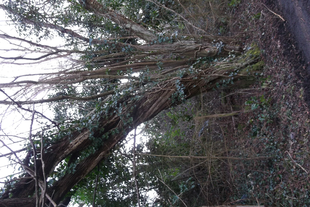 Hawthorn - 1922 - Kent Heritage Trees Project