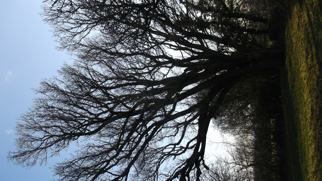 Pedunculate Oak - 1931 - Kent Heritage Trees Project