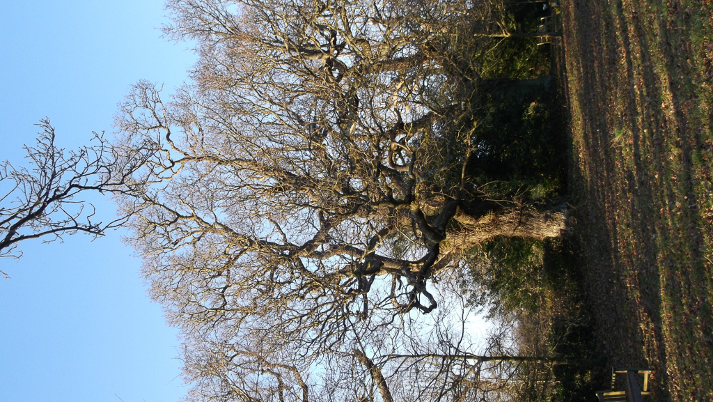 Pedunculate Oak - 1931 - Kent Heritage Trees Project