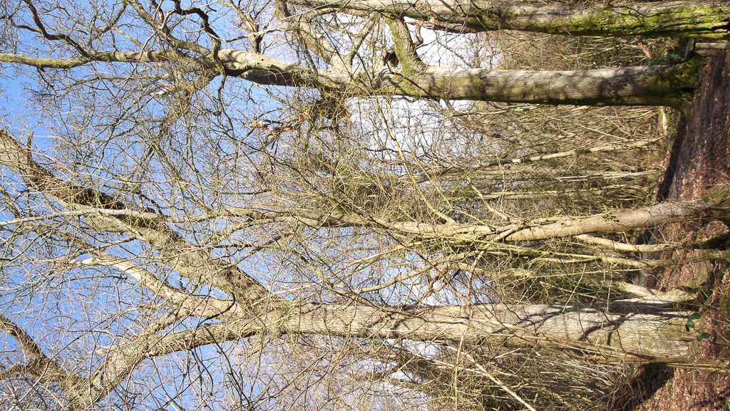 Pedunculate Oak - 1982 - Kent Heritage Trees Project