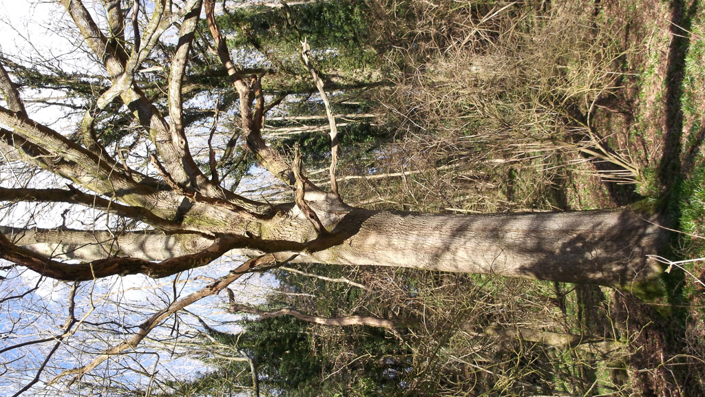 Pedunculate Oak - 1983 - Kent Heritage Trees Project