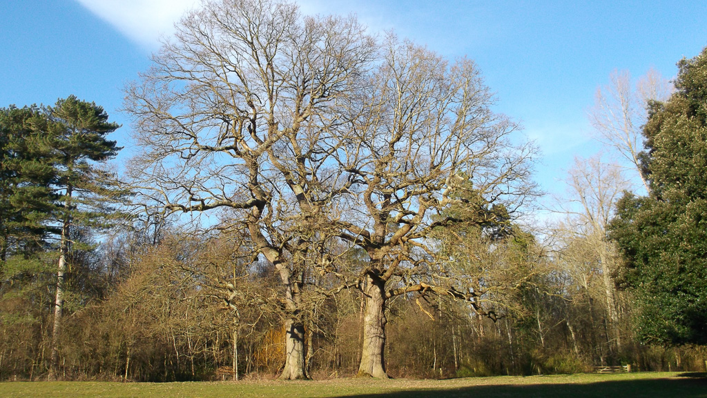 Pedunculate Oak - 2021 - Kent Heritage Trees Project