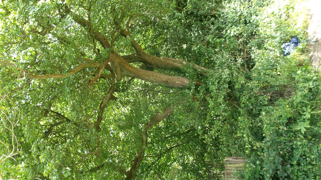 Field Maple - 2223 - Kent Heritage Trees Project