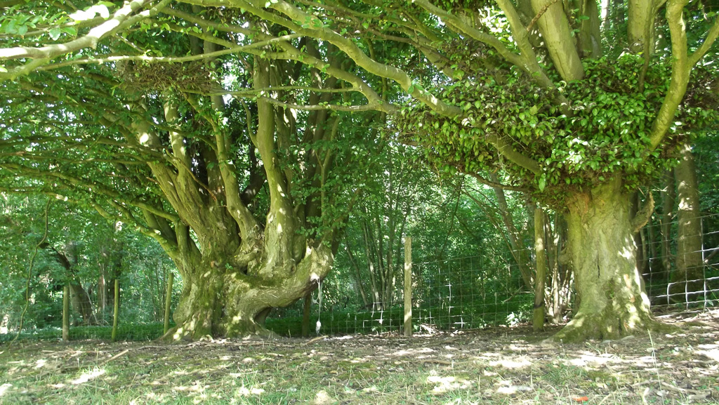 Hornbeam - 2289 - Kent Heritage Trees Project