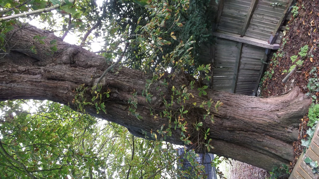 Horse Chestnut - 2492 - Kent Heritage Trees Project