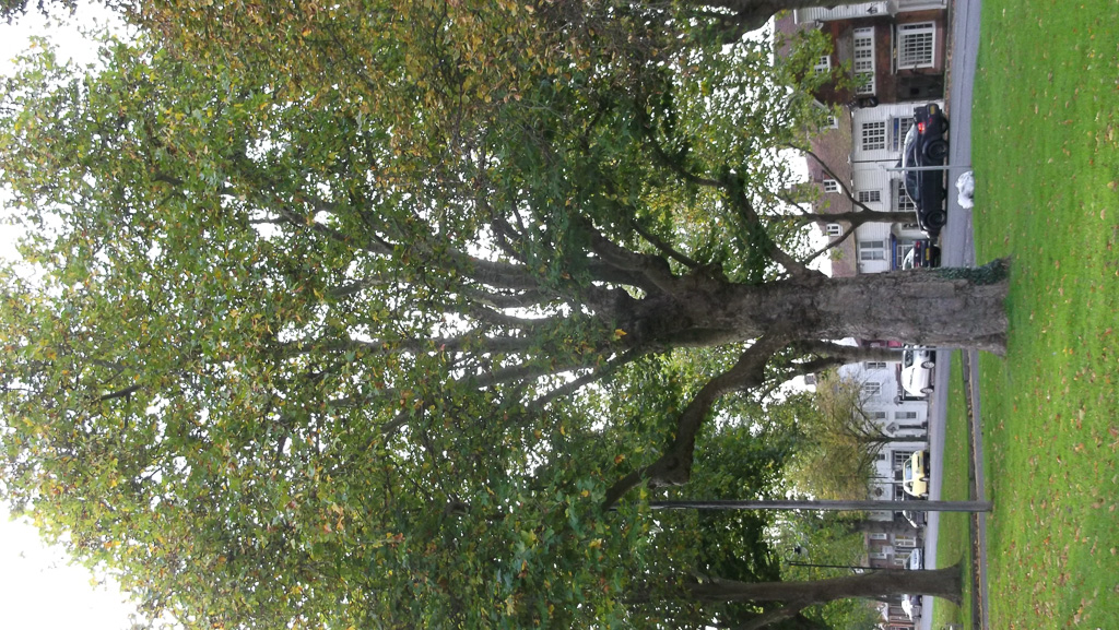 London Plane - 2560 - Kent Heritage Trees Project
