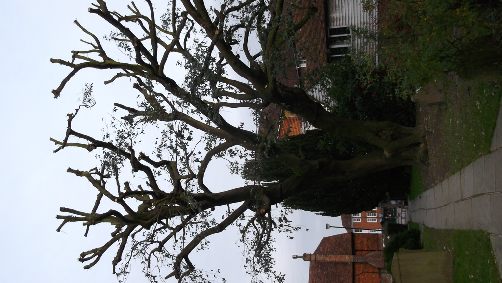 Holm Oak - 2567 - Kent Heritage Trees Project