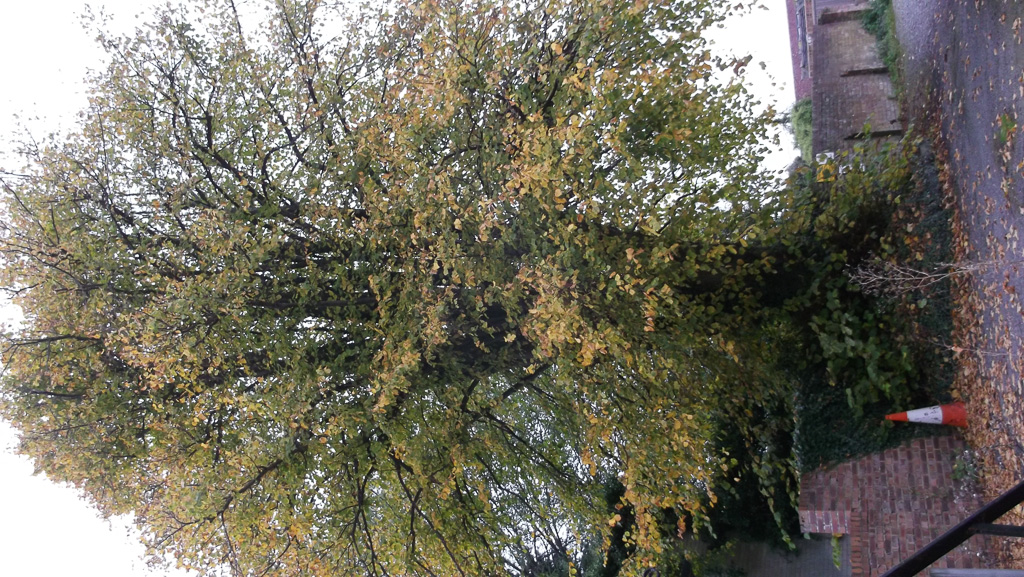 Common Lime - 2568 - Kent Heritage Trees Project