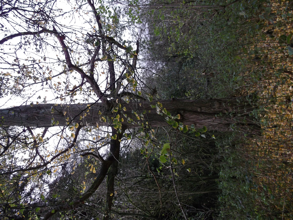 Maidenhair Tree - 2677 - Kent Heritage Trees Project