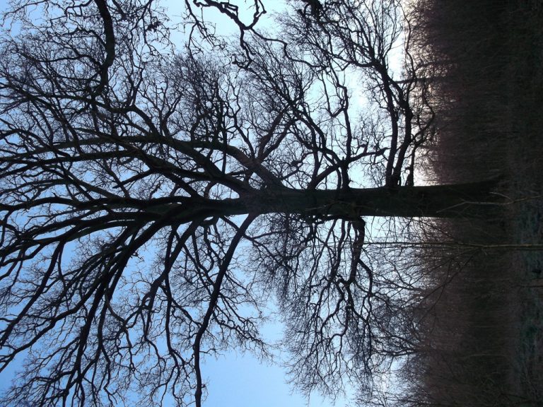 DSCF6326 - Kent Heritage Trees Project