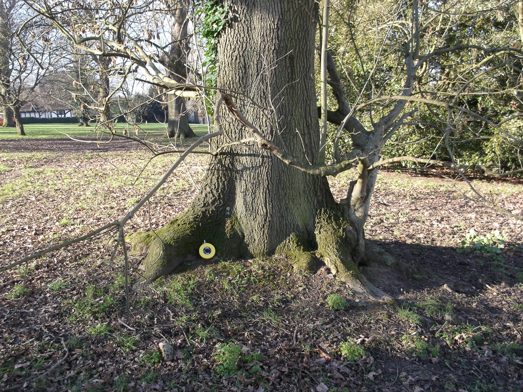 Common Ash - 2923 - Kent Heritage Trees Project