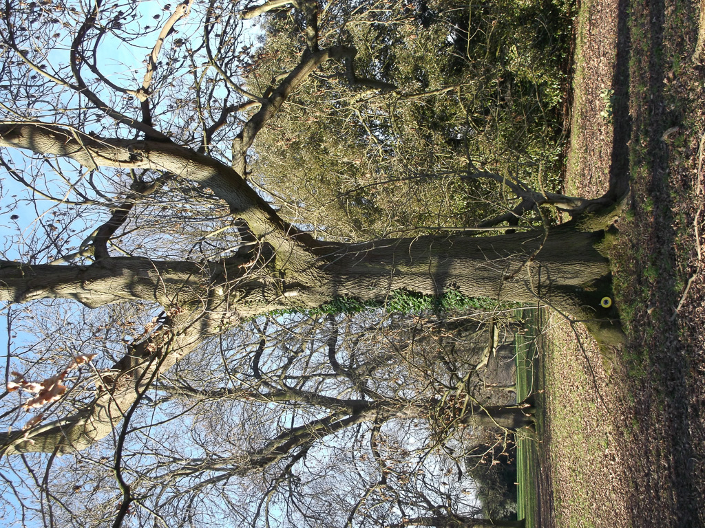 Common Ash - 2923 - Kent Heritage Trees Project