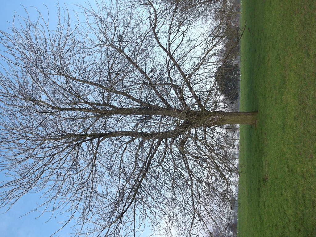 Cherry - 3019 - Kent Heritage Trees Project